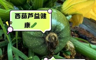 西葫芦热量高吗_西葫芦营养价值有哪些