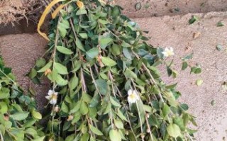 高产油茶树苗多少钱一棵_高产油茶树苗几年结果