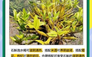 石斛泡水一次几粒_石斛泡水用量