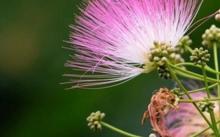 合欢花助眠效果怎么样_合欢花禁忌人群有哪些