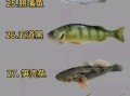 南方淡水鱼种类大全_常见品种有哪些