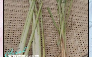 香茅草精油的功效与作用_香茅草精油怎么使用
