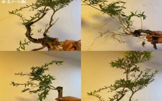 水杨梅怎么养_水杨梅盆景多久浇一次水