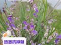 远志的功效与作用_远志的禁忌与用量是多少