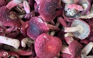 红蘑菇有什么功效与作用_红蘑菇怎么吃最营养