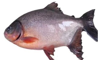 平鱼多少钱一斤_平鱼价格走势