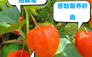 苦姑娘泡水喝的禁忌_苦姑娘泡水一天喝几次