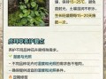 虎耳草怎么养_虎耳草的功效与作用