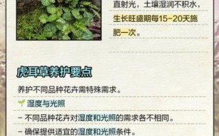 虎耳草怎么养_虎耳草的功效与作用
