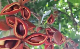 苹婆树图片长什么样_苹婆树果实能吃吗