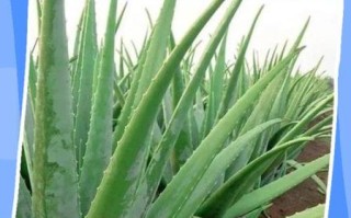 新鲜芦荟涂脸正确方法_芦荟胶可以直接涂脸吗