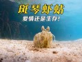斑琴虾蛄是什么_斑琴虾蛄怎么养