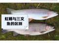 虹鳟鱼多少钱一斤_虹鳟鱼价格为什么差距大