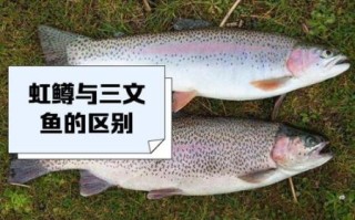 虹鳟鱼多少钱一斤_虹鳟鱼价格为什么差距大