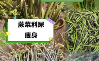 野蕨菜的功效与作用_野蕨菜怎么吃才健康