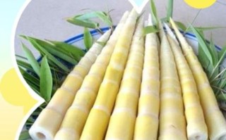 鲜笋的功效与作用_鲜笋的禁忌有哪些