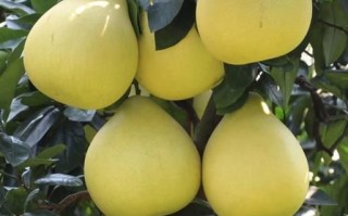 红心蜜柚哪里买最正宗_红心蜜柚怎么挑才甜