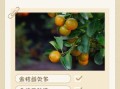 金桔怎么吃好吃_金桔怎么吃不苦