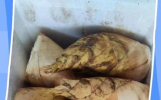 冬笋怎么保存不会坏_冬笋可以放冰箱多久