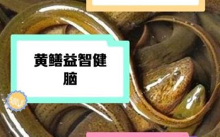 黄鳝放血好还是不放血好_家庭厨房终极指南