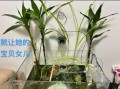 鱼缸里养小龙虾怎么养_小龙虾鱼缸养殖注意事项