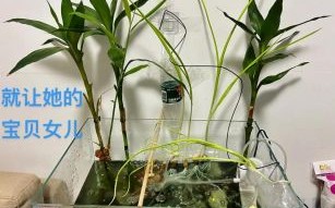 鱼缸里养小龙虾怎么养_小龙虾鱼缸养殖注意事项
