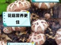 香菇和花菇哪个营养价值高_区别与选购指南