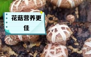 香菇和花菇哪个营养价值高_区别与选购指南