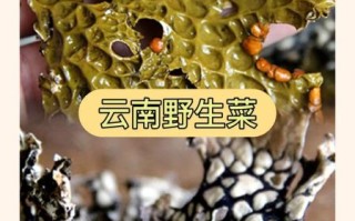 山野菜怎么做好吃_山野菜的做法大全