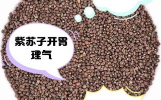 炒紫苏子的功效与作用_炒紫苏子怎么吃