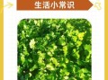 香菜籽怎么种出苗快_香菜籽几天发芽