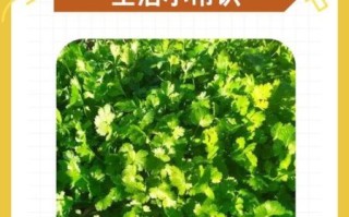 香菜籽怎么种出苗快_香菜籽几天发芽