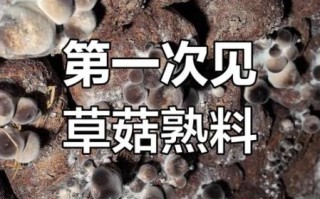 草菇怎么种_草菇种植技术要点