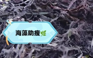 海藻的功效与作用是什么_吃海藻真的能减肥吗