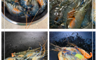 白灼罗氏虾怎么做_白灼罗氏虾要煮多久