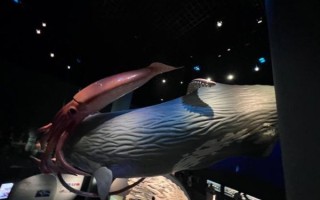 大王鱿鱼vs抹香鲸_谁才是真正的深海霸主