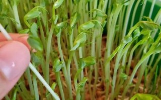 芽菜是什么_芽菜有哪些种类