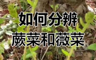薇菜和蕨菜的区别图片_怎么分辨薇菜与蕨菜