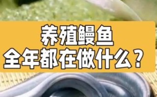 河鳗养殖技术_河鳗养殖成本与利润