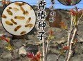 香椿种植成本_香椿亩利润有多少