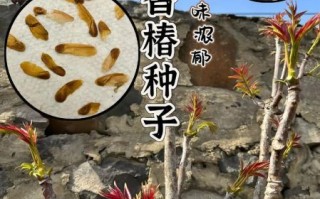 香椿种植成本_香椿亩利润有多少