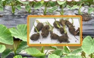 芋头什么时候种_芋头怎么种才高产