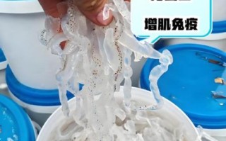 素海蜇丝是什么做的_素海蜇丝和真海蜇区别