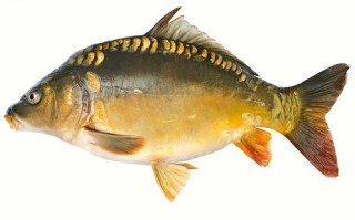 三道鳞多少钱一斤_三道鳞价格走势