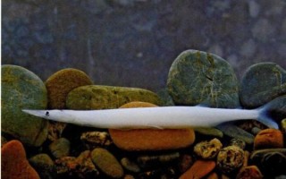 白肌银鱼多少钱一斤_白肌银鱼价格行情