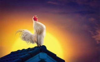 公鸡为什么打鸣_公鸡几点开始叫