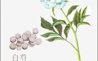 赤芍和白芍的区别_赤芍和白芍哪个好