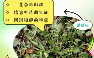 假荠荠菜图片_如何辨别真假荠荠菜