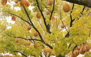 榴莲树图片大全_榴莲树长什么样