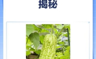 苦瓜能降血糖吗_苦瓜怎么吃降糖效果好